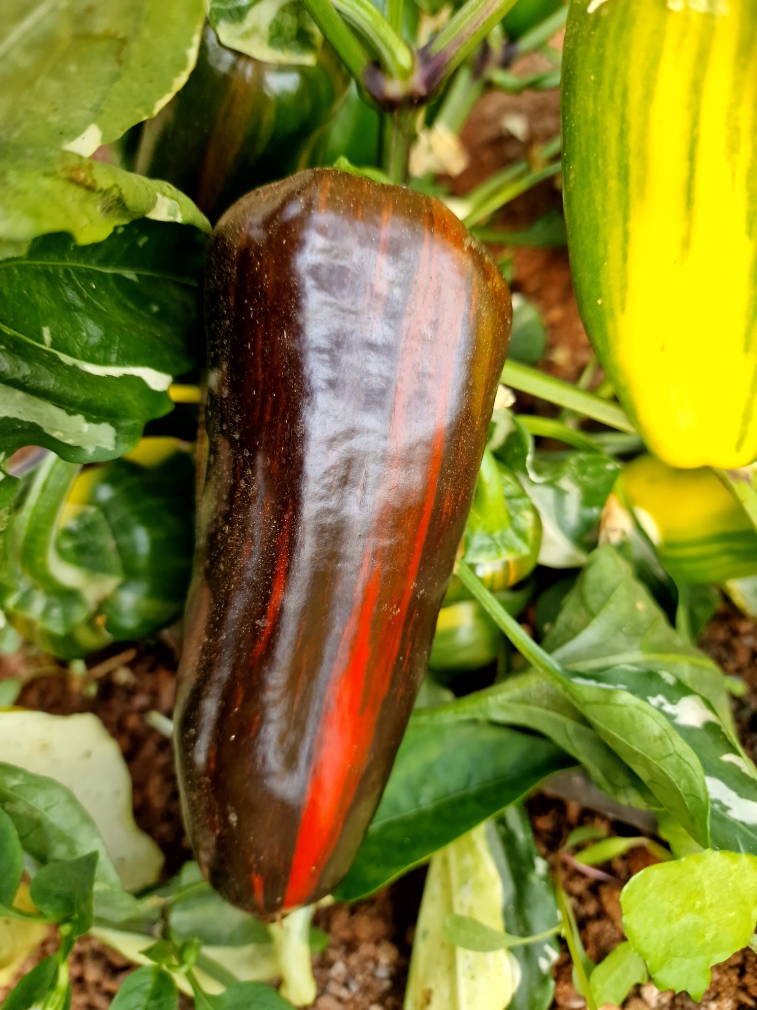 Candy Cane Chocolate Cherry Seeds - Candy Cane Pepper Seeds - Red ...