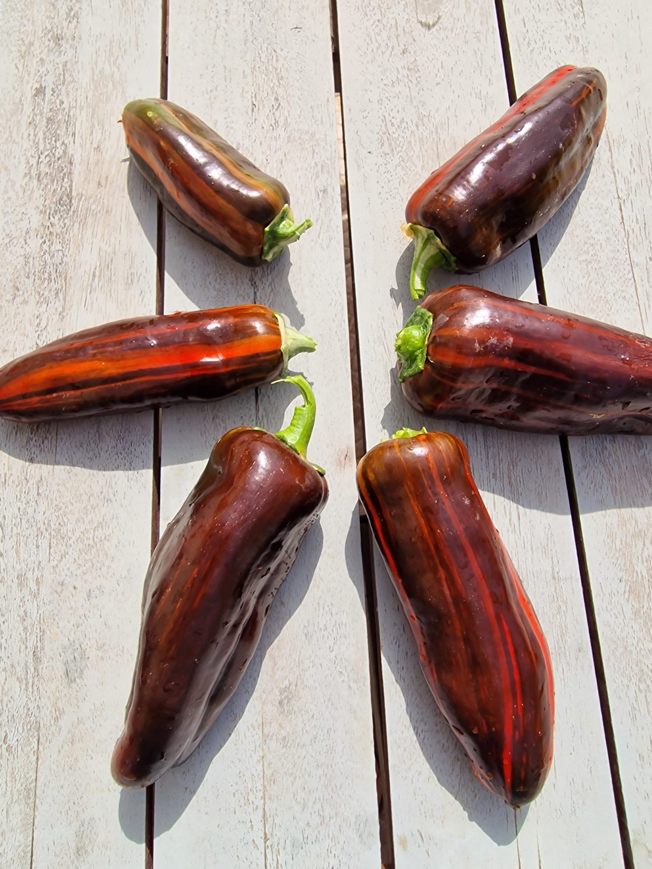 Candy Cane Chocolate Cherry Seeds - Candy Cane Pepper Seeds - Red Dragon Seeds