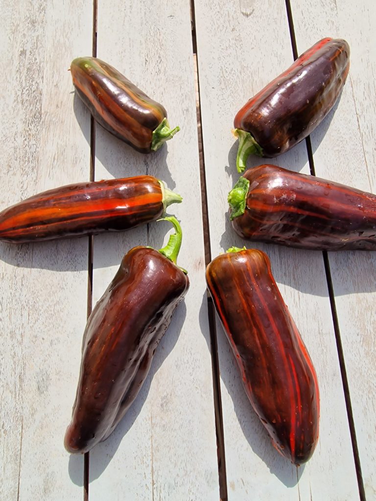 Candy Cane Chocolate Cherry Seeds - Candy Cane Pepper Seeds - Red Dragon Seeds