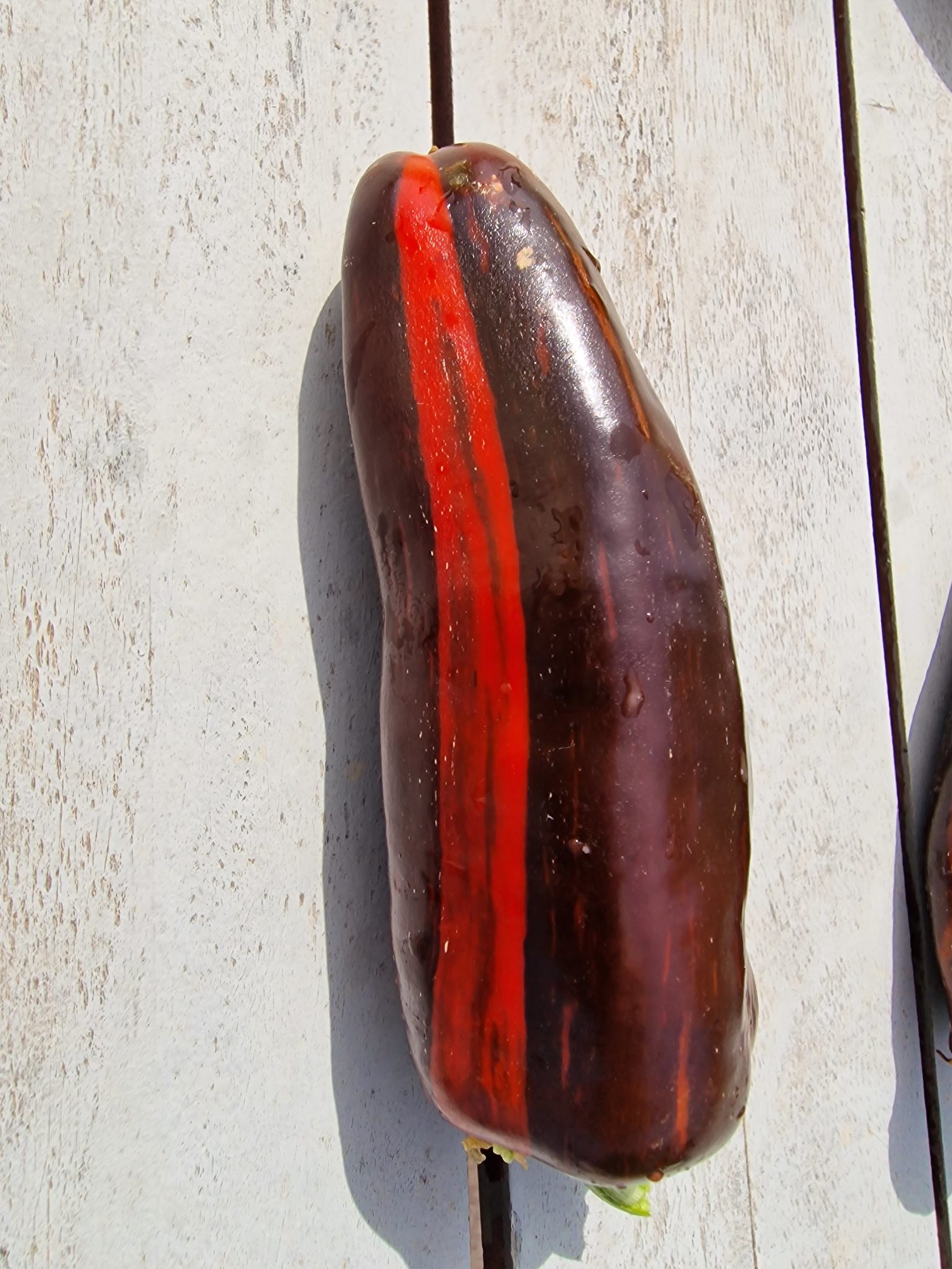 Candy Cane Chocolate Cherry Seeds - Candy Cane Pepper Seeds - Red ...