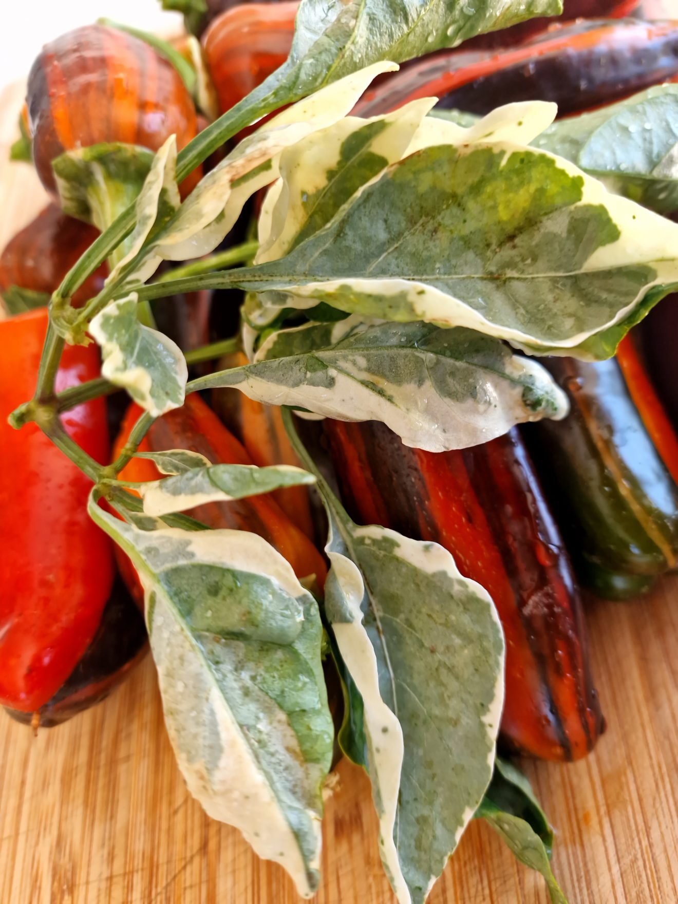 Candy Cane Chocolate Cherry Seeds - Candy Cane Pepper Seeds - Red ...