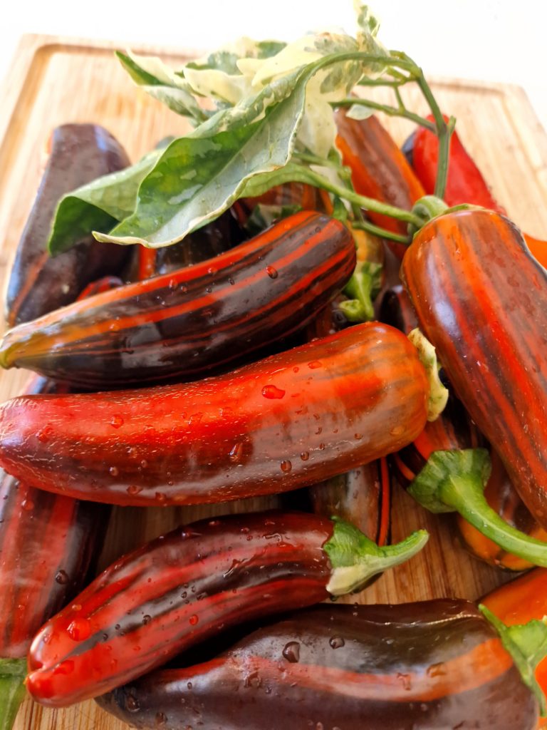 Candy Cane Chocolate Cherry Seeds - Candy Cane Pepper Seeds - Red ...