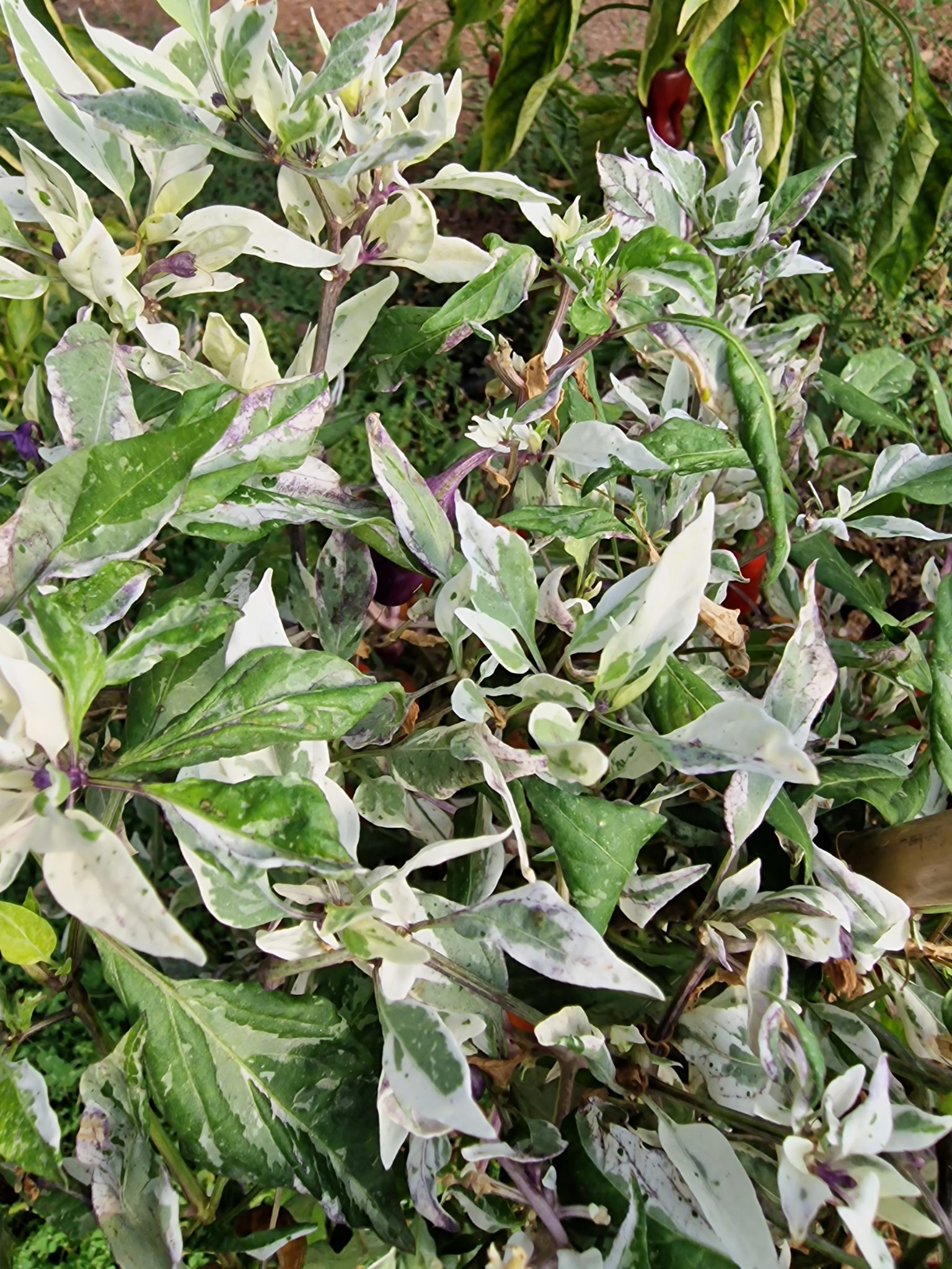 Fish Pepper Chilli Seeds - Fish Pepper Seeds - Red Dragon Seeds