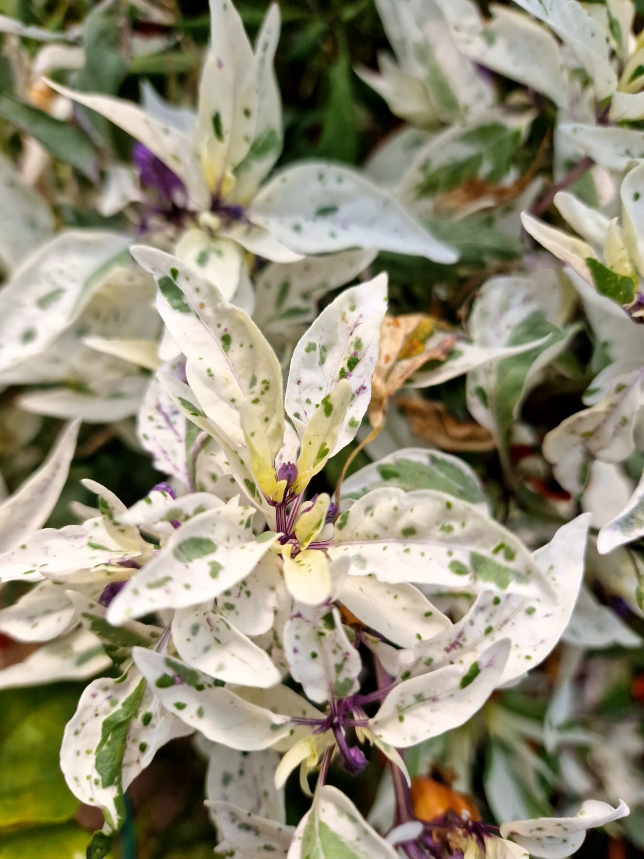 Fish Pepper Chilli Seeds - Fish Pepper Seeds - Red Dragon Seeds