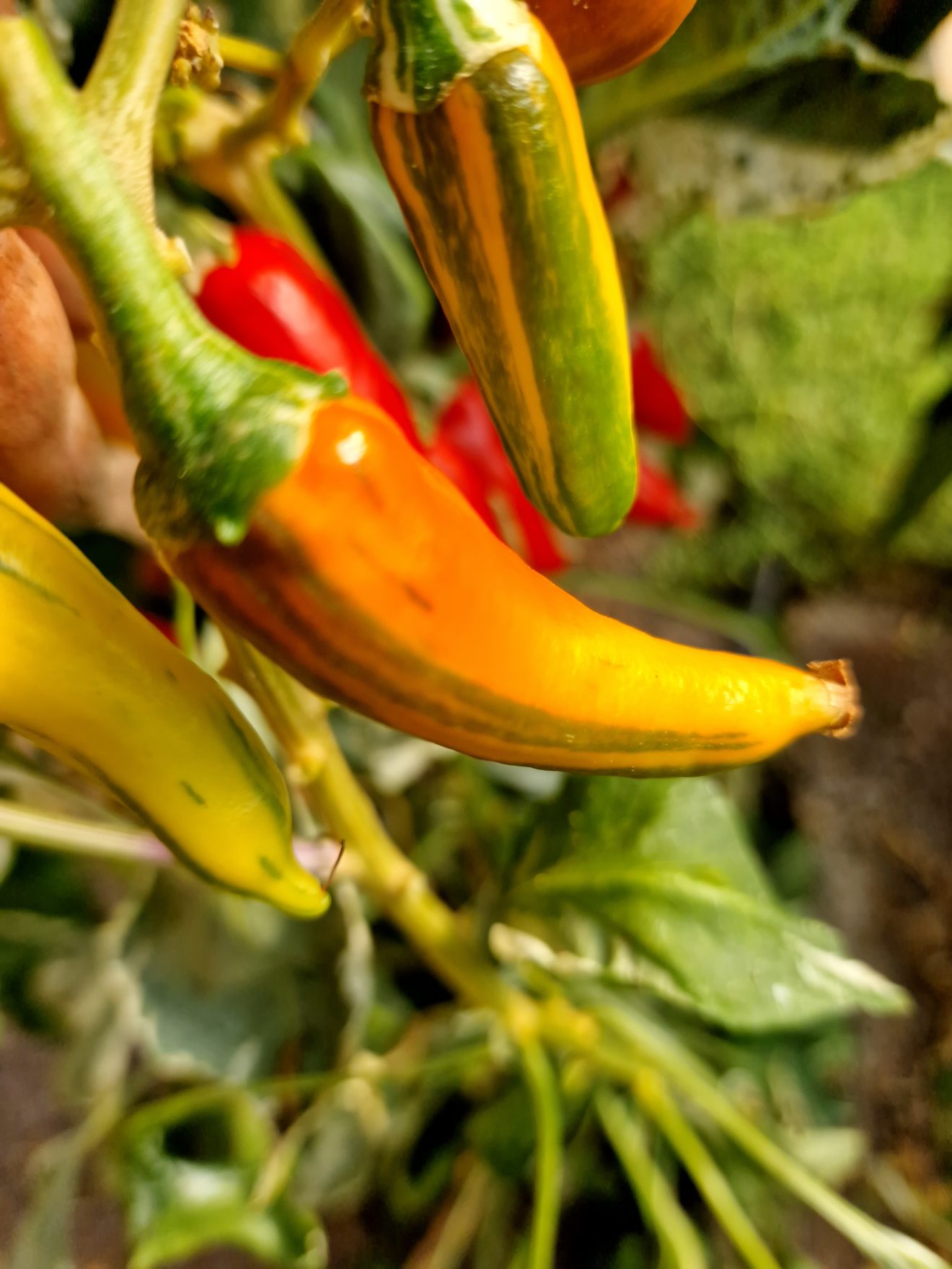 Fish Pepper Chilli Seeds - Fish Pepper Seeds - Red Dragon Seeds