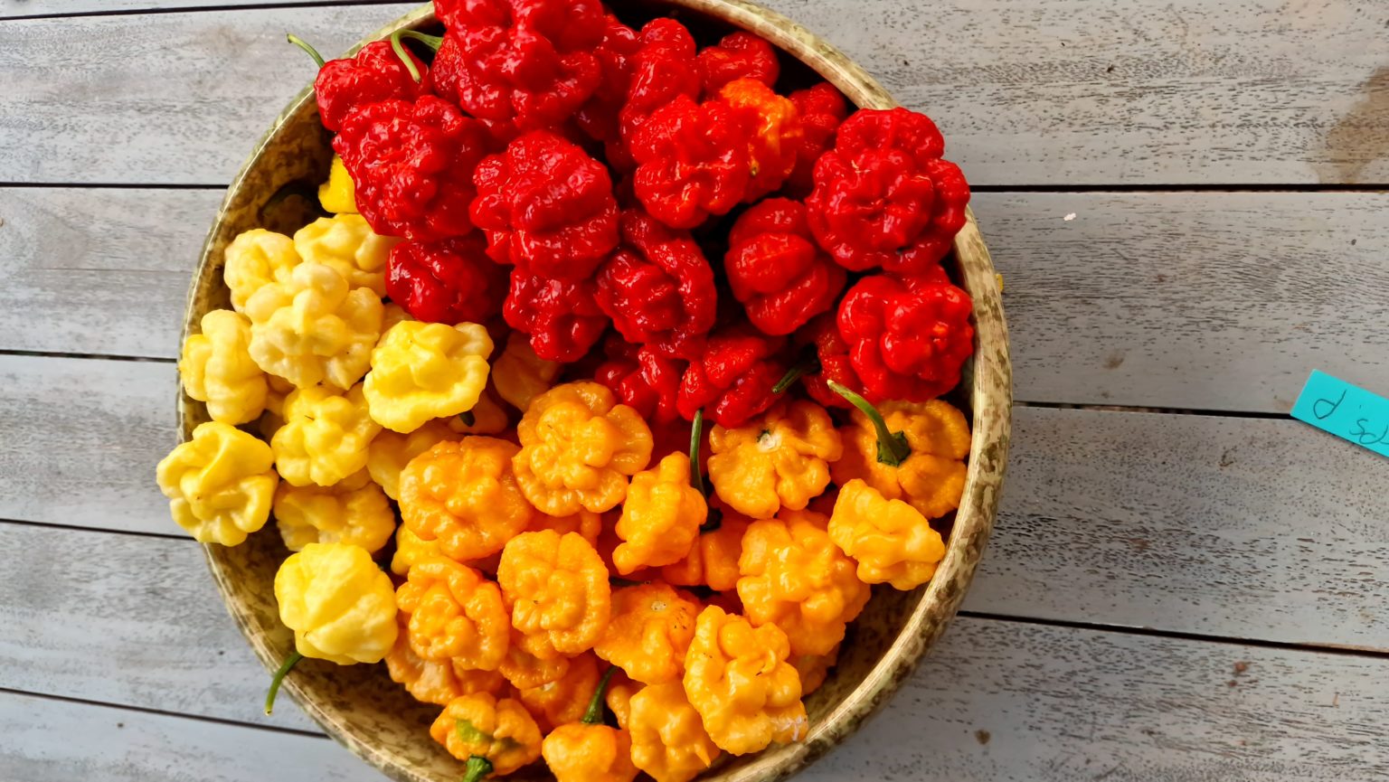 Khang Starr Scarlett Rose Chilli Seeds - Khang Starr Scarlett Rose ...