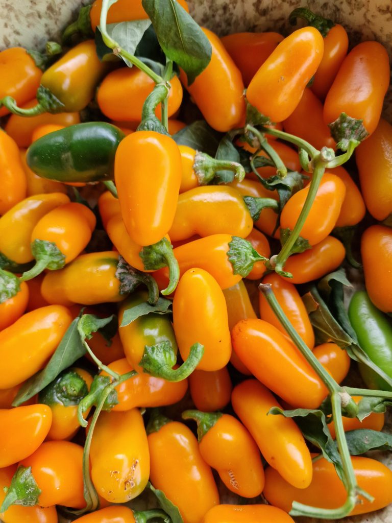 Numex Pumpkin Spice Chilli Seeds - Numex Pumpkin Jalapeno Pepper Seeds