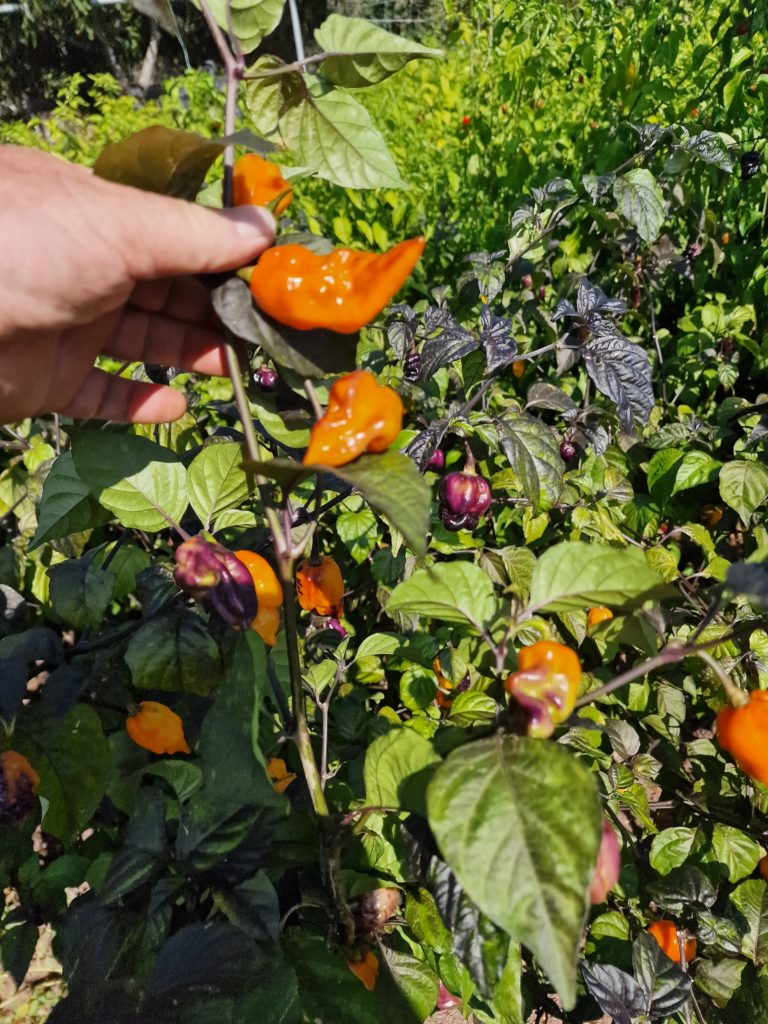 Pink Tiger X Moruga Yellow Chilli Seeds - Pink Tiger X Moruga Yellow ...