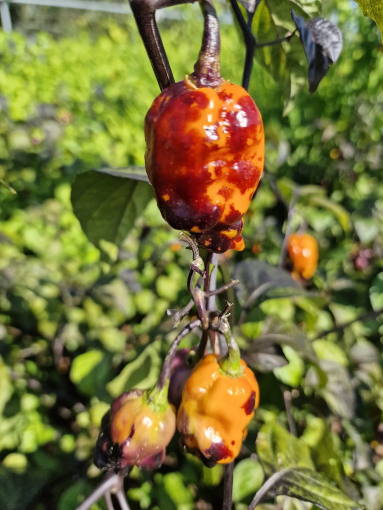 Pink Tiger X Moruga Yellow Chilli Seeds - Pink Tiger X Moruga Yellow ...