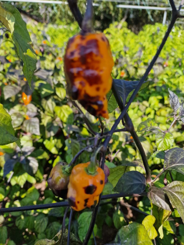 Pink Tiger X Moruga Yellow Chilli Seeds - Pink Tiger X Moruga Yellow ...