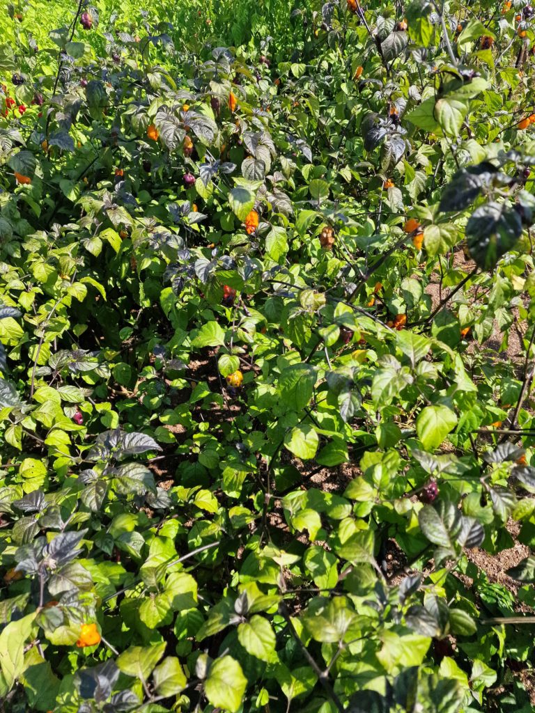 Pink Tiger X Moruga Yellow Chilli Seeds - Pink Tiger X Moruga Yellow ...