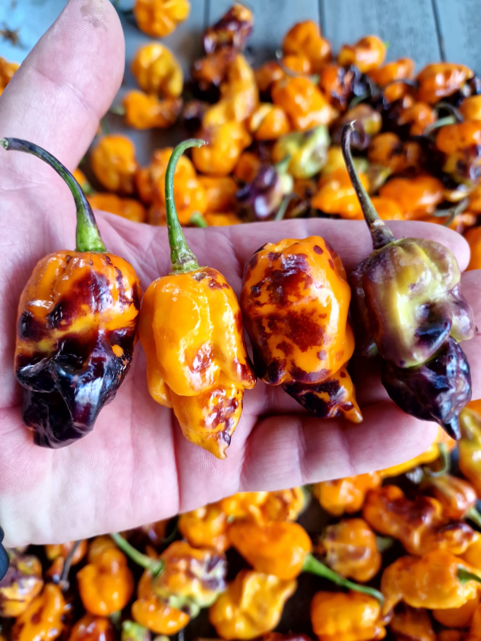 Pink Tiger X Moruga Yellow Chilli Seeds - Pink Tiger X Moruga Yellow ...