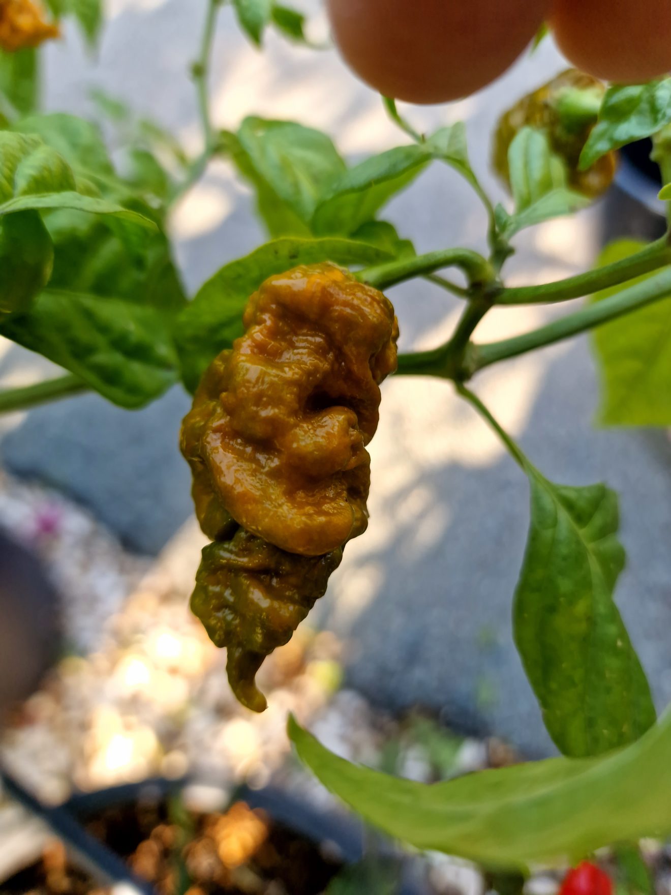 T-Rex Mustard Chilli Seeds - T-Rex Mustard Pepper Seeds - Red Dragon Seeds