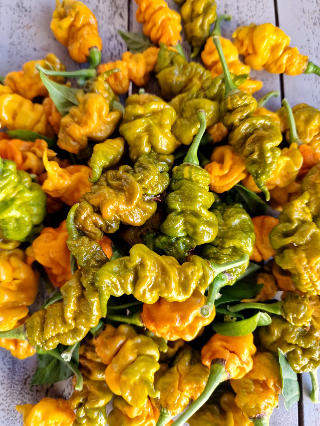 T-Rex Mustard Chilli Seeds - T-Rex Mustard Pepper Seeds - Red Dragon Seeds