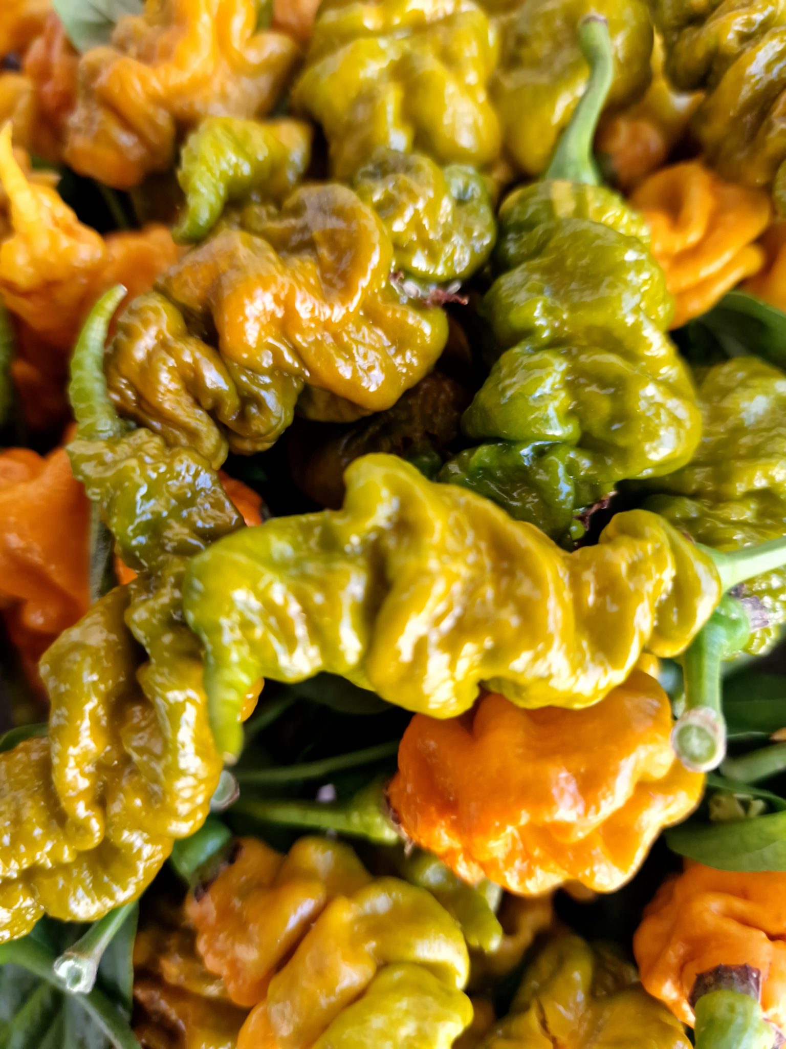 T-Rex Mustard Chilli Seeds - T-Rex Mustard Pepper Seeds - Red Dragon Seeds