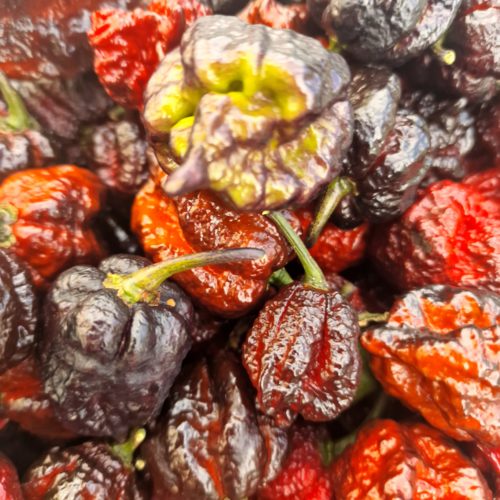 White Moruga Chilli Seeds - White Moruga Pepper Seeds - Red Dragon Seeds