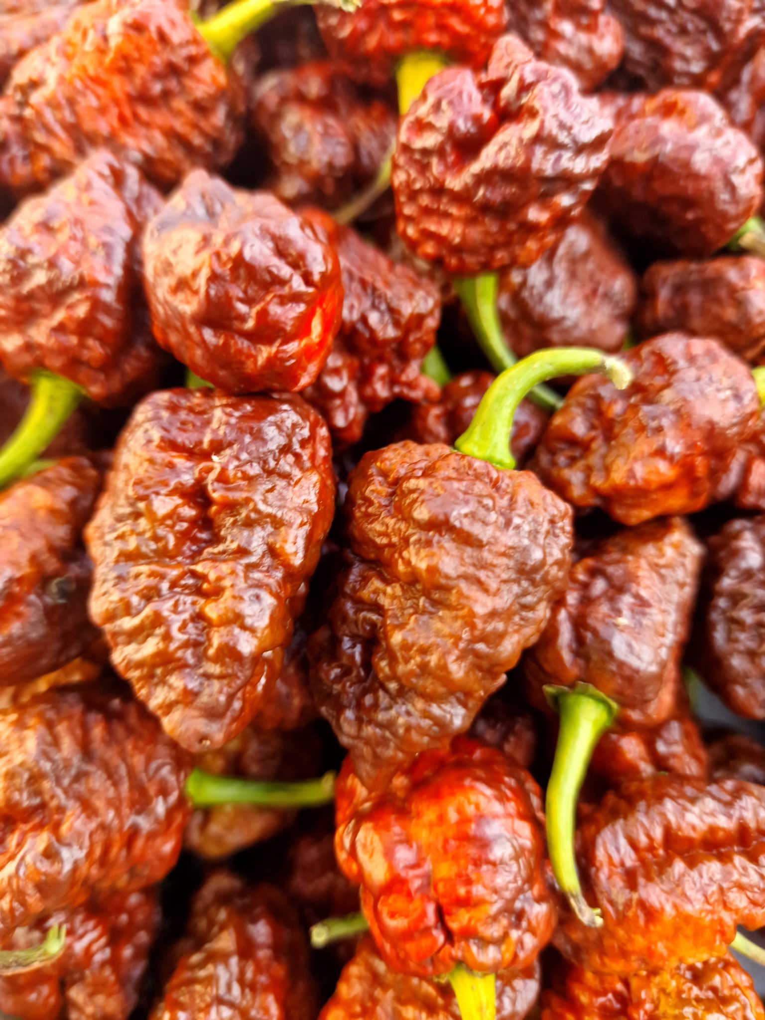 HellBoy Chilli Seeds - Hell Boy Pepper Seeds - Red Dragon Seeds