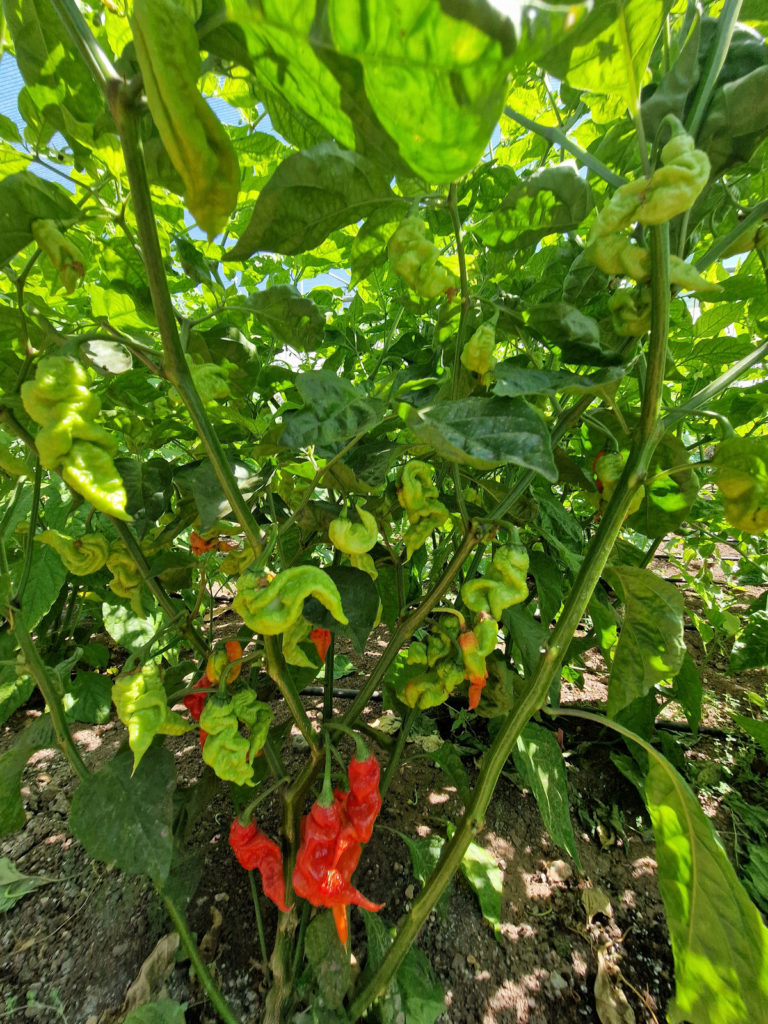 T Rex Red Chilli Seeds - T Rex Red Pepper Seeds - Red Dragon Seeds
