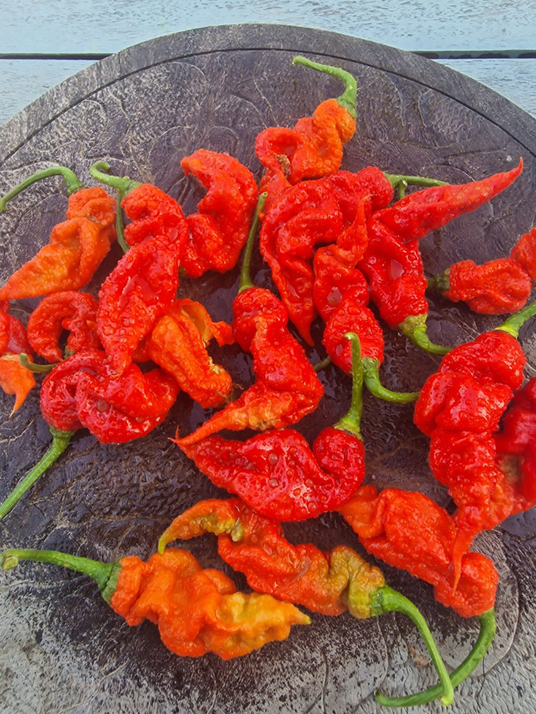 T Rex Red Chilli Seeds - T Rex Red Pepper Seeds - Red Dragon Seeds