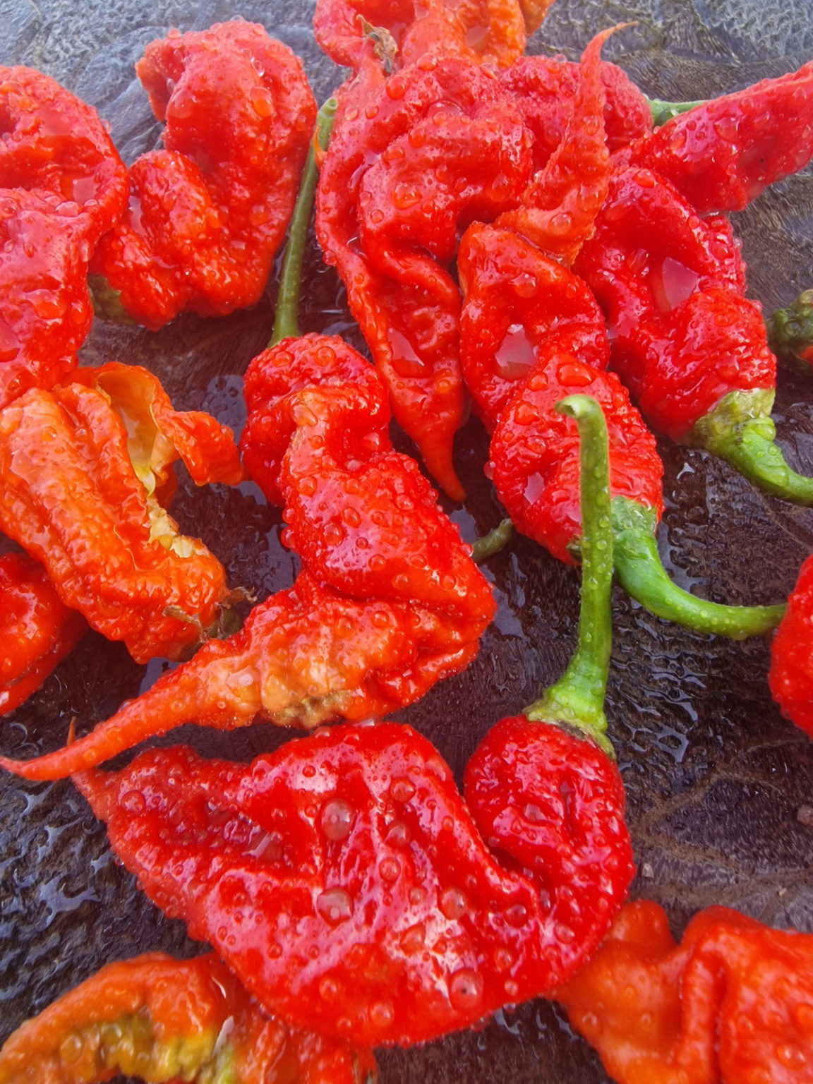 T Rex Red Chilli Seeds - T Rex Red Pepper Seeds - Red Dragon Seeds