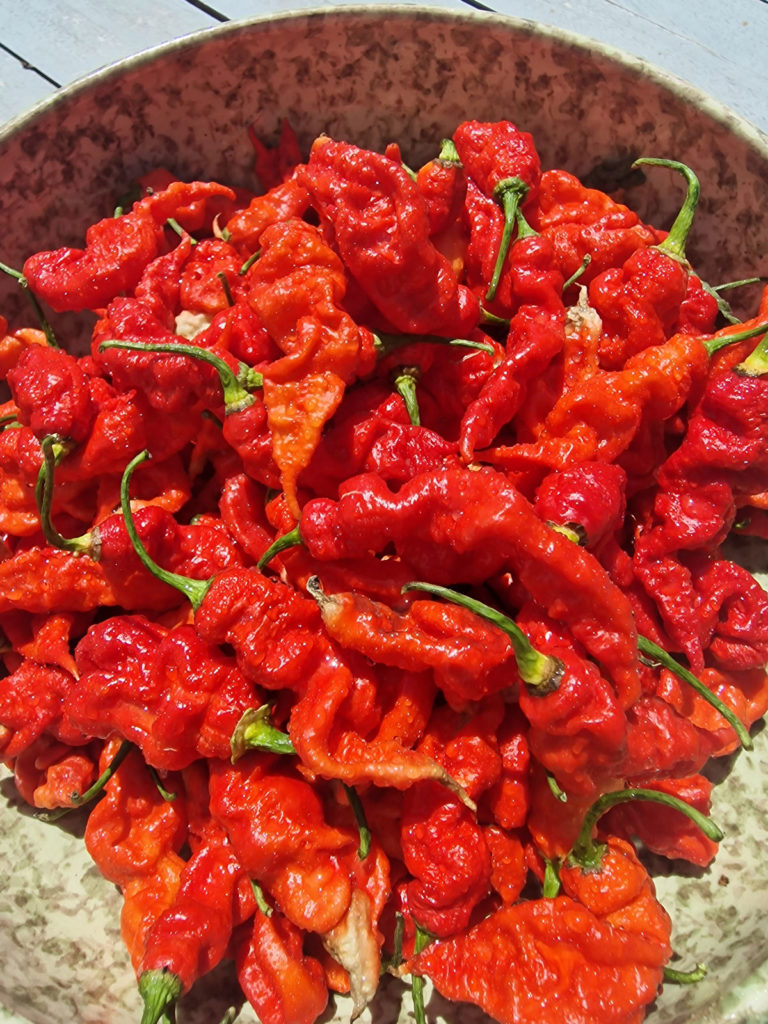 T Rex Red Chilli Seeds - T Rex Red Pepper Seeds - Red Dragon Seeds