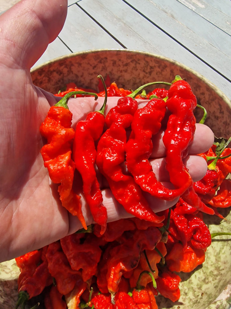 T Rex Red Chilli Seeds - T Rex Red Pepper Seeds - Red Dragon Seeds