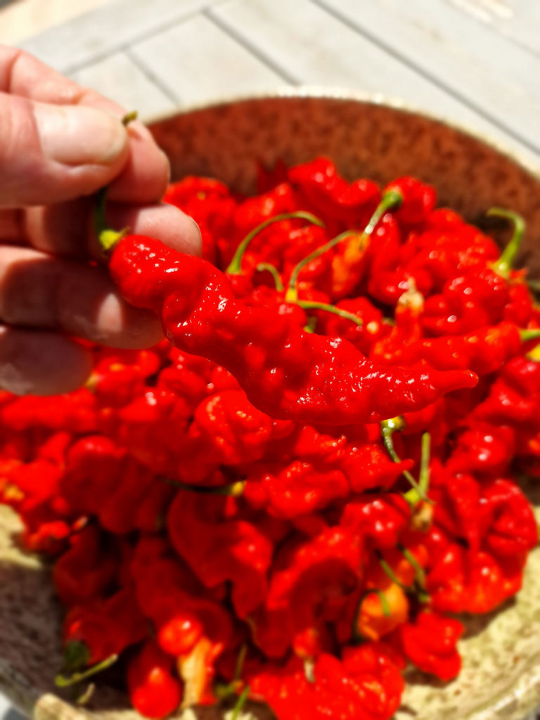 T Rex Red Chilli Seeds - T Rex Red Pepper Seeds - Red Dragon Seeds