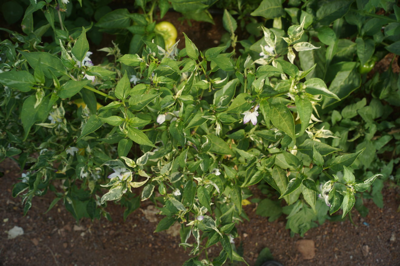 Purple Cacho White Leaf Chilli Seeds for Sale - Fantastic Looking ...