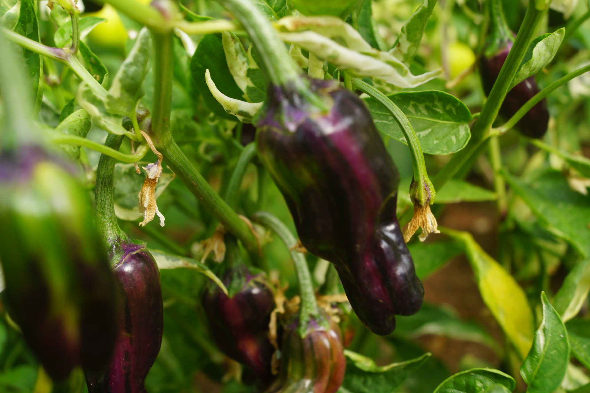 Purple Cacho White Leaf Chilli Seeds for Sale - Fantastic Looking ...