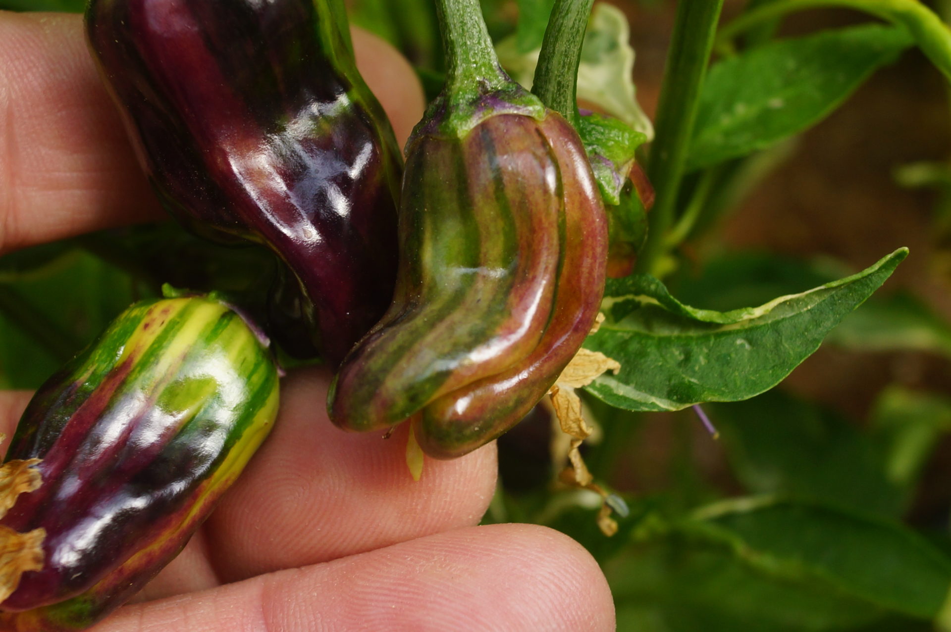 Purple Cacho White Leaf Chilli Seeds for Sale - Fantastic Looking ...