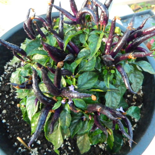 Mild Archives - Red Dragon Seeds