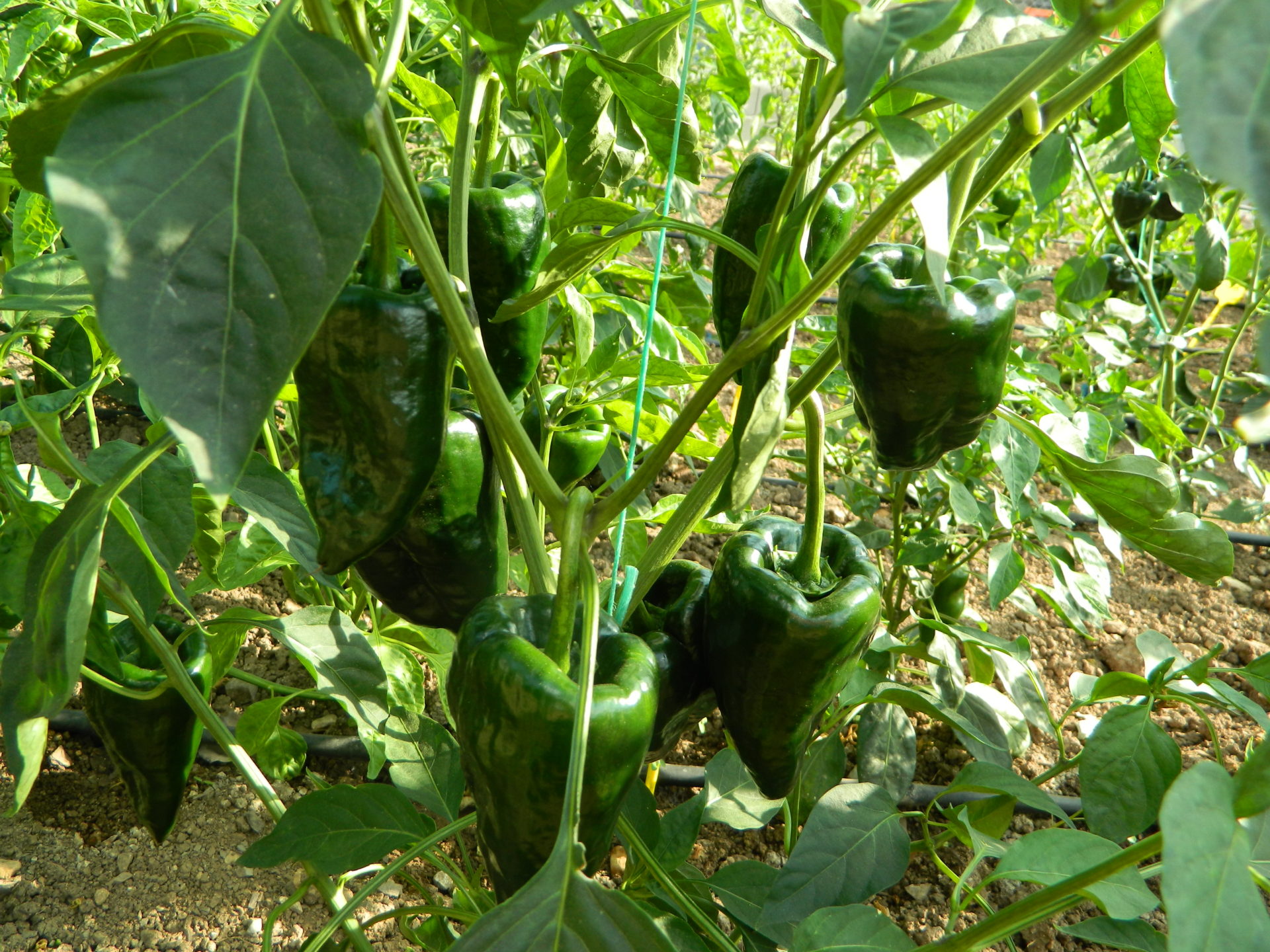 Poblano Chilli Seeds - Ancho Poblano Pepper Seeds - Red Dragon Seeds