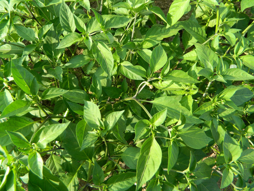 Large Orange Thai Chilli Seeds - Large Orange Thai Pepper Seeds - Red ...