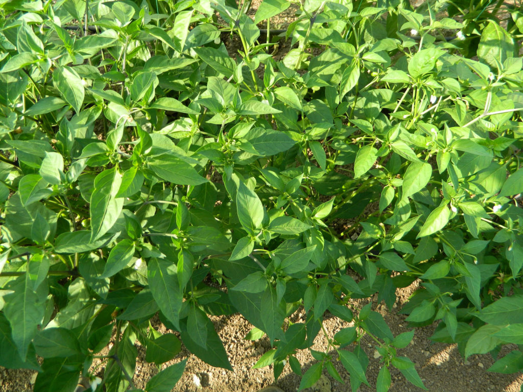 Large Orange Thai Chilli Seeds - Large Orange Thai Pepper Seeds - Red ...