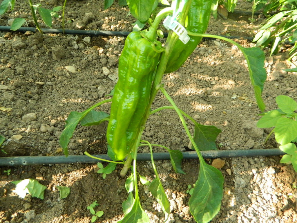 Big Jim Chilli Seeds - Numex Big Jim Pepper Seeds - Red Dragon Seeds