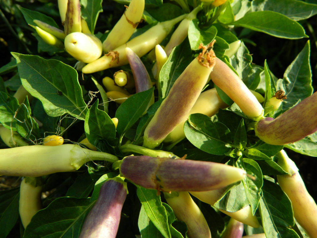 KS White Thai Chilli Seeds - Khang Starr White Thai Pepper Seeds - Red ...