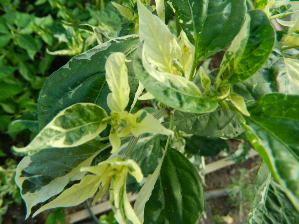Uchu Cream Chilli Seeds - Uchu Cream Pepper Seeds - Red Dragon Seeds