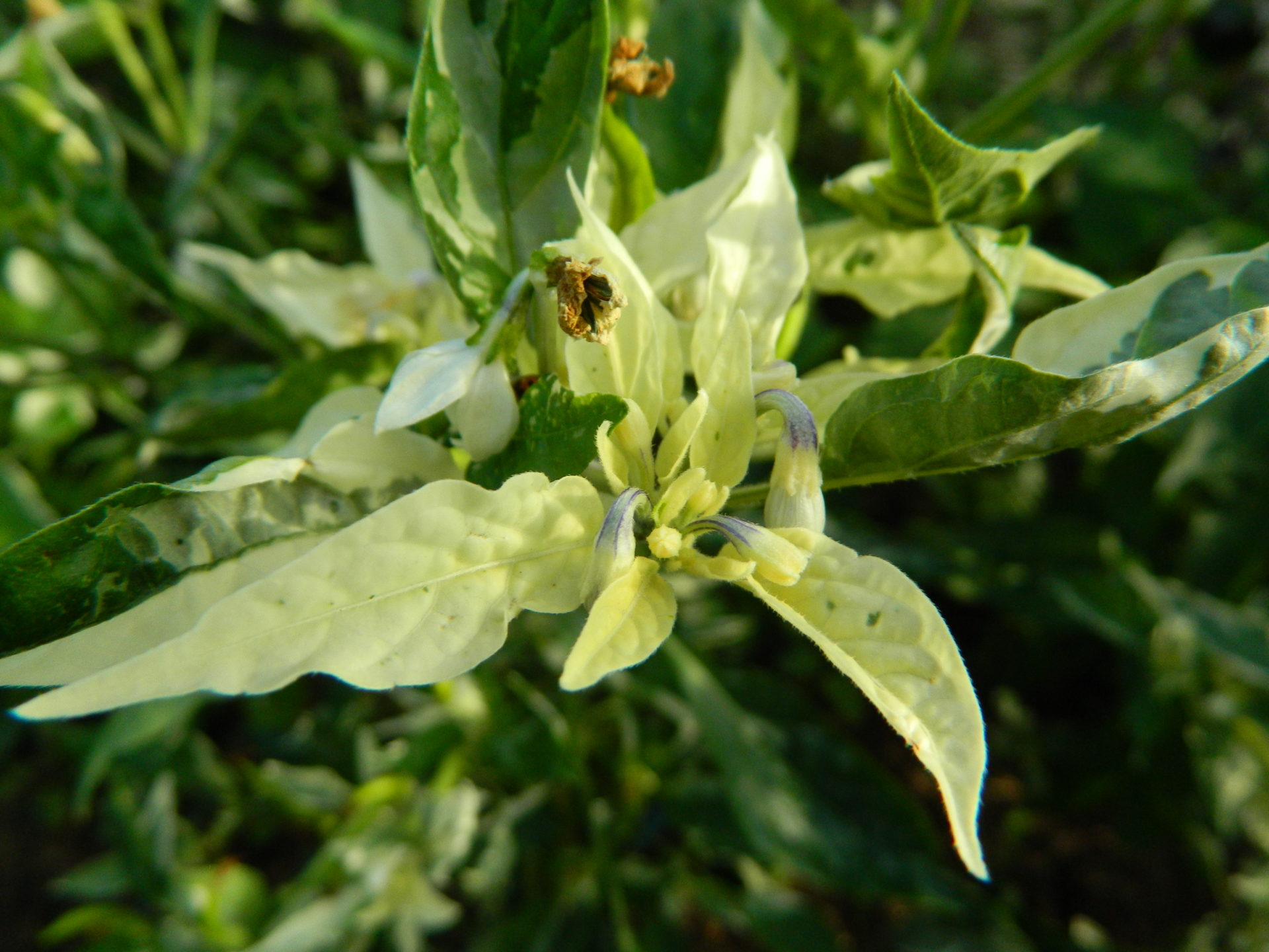 Uchu Cream Chilli Seeds - Uchu Cream Pepper Seeds - Red Dragon Seeds