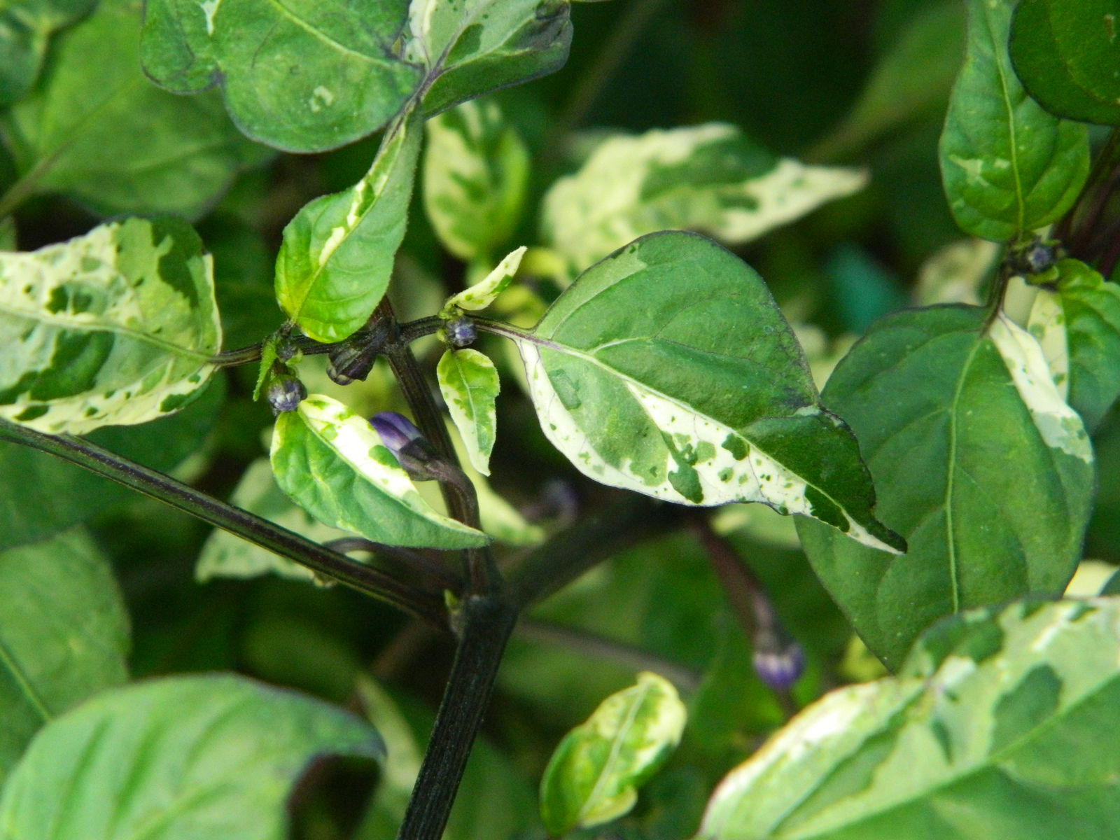Purple Thai Chilli Seeds - Purple Thai Pepper Seeds - Red Dragon Seeds