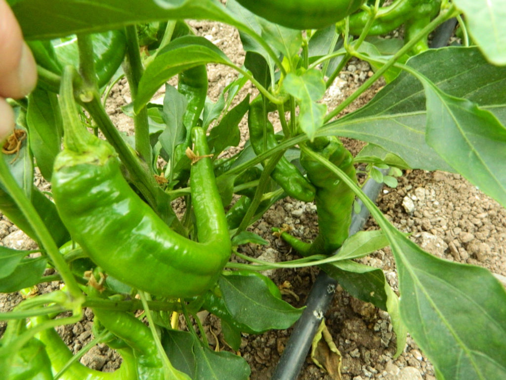 HJ6 Pulsar Space Chilli Seeds - HJ6 Pulsar Space Pepper Seeds - Red ...