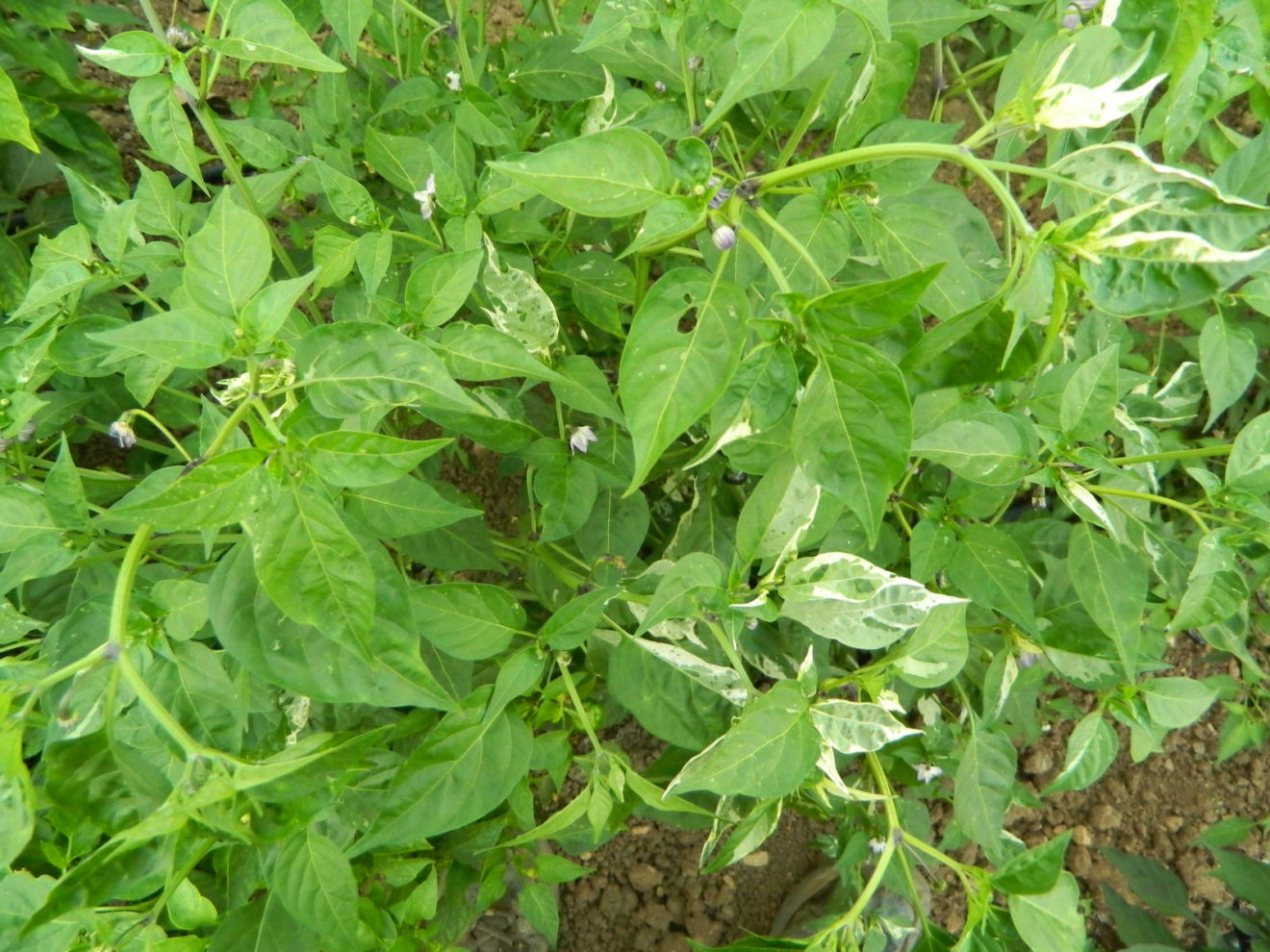 Golden Nugget Variegated Chilli Seeds - Golden Nugget Variegated Pepper ...