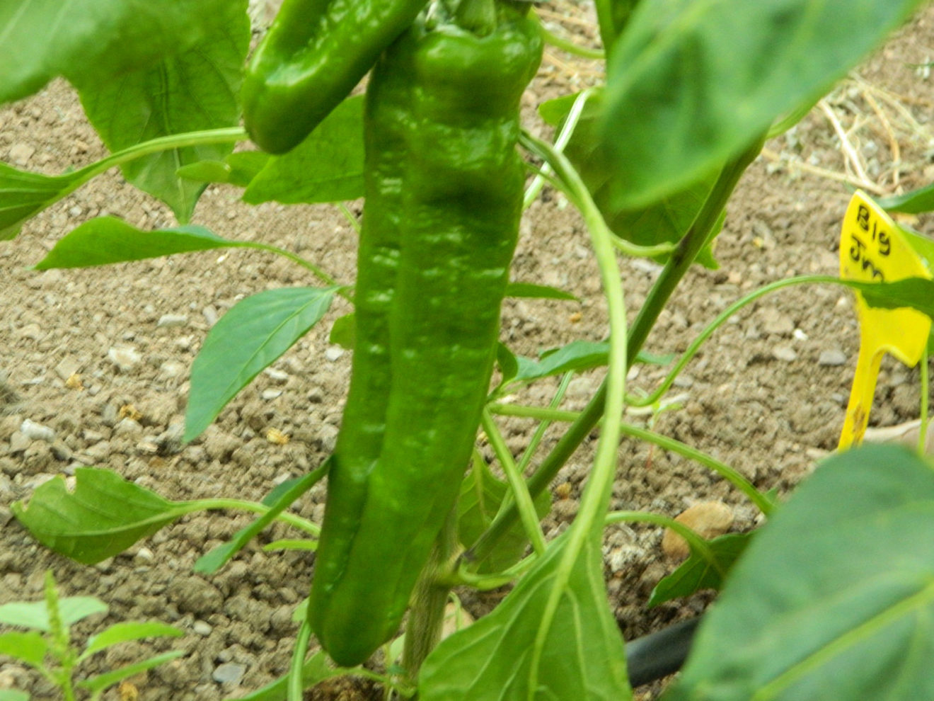Big Jim Chilli Seeds - Numex Big Jim Pepper Seeds - Red Dragon Seeds