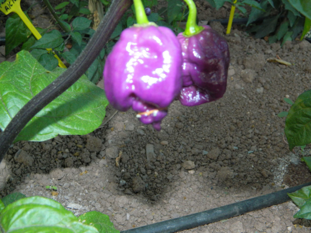 Wolf Red Chilli Seeds - Wolf Red Purple Pepper Seeds - Red Dragon Seeds