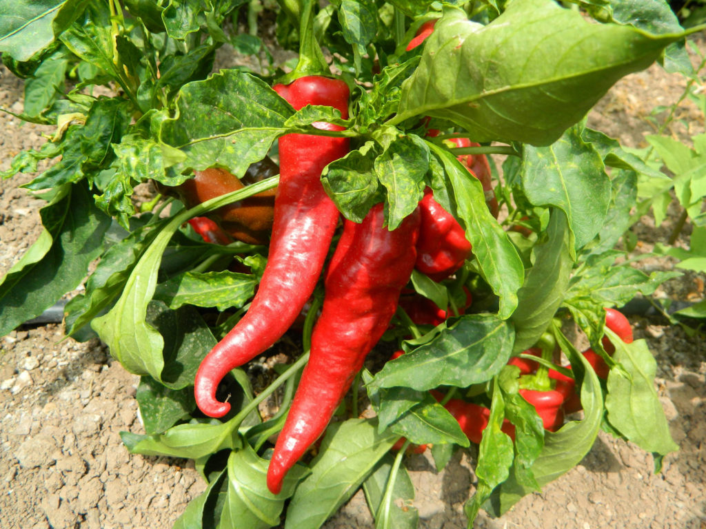 HJ6 Pulsar Space Chilli Seeds - HJ6 Pulsar Space Pepper Seeds - Red ...