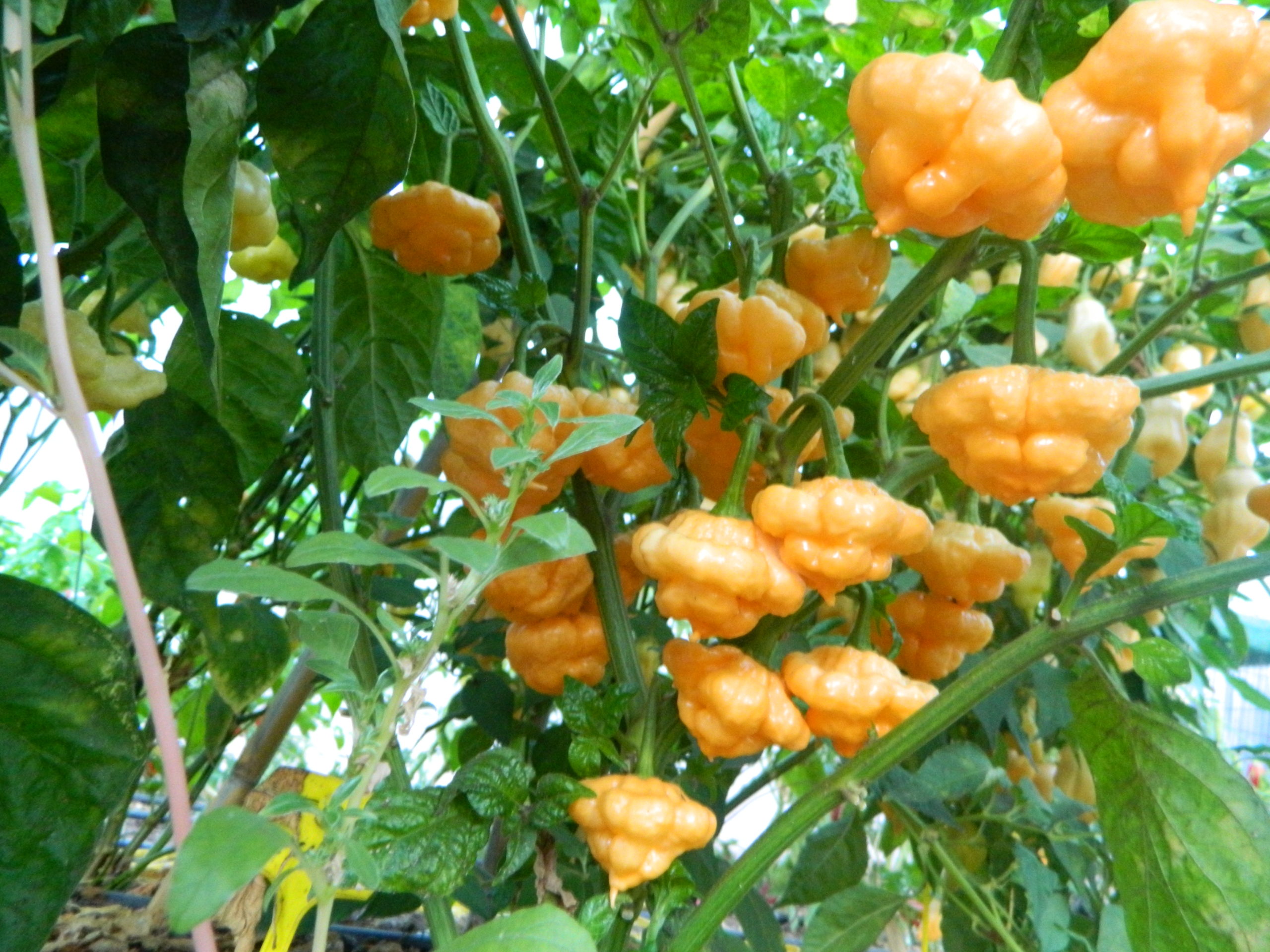 Khang Starr Peach Starrkisst Chilli Seeds - Khang Starr Peach ...