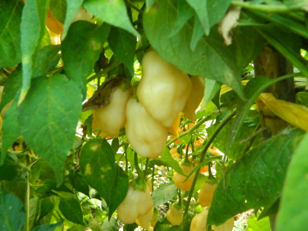 Sugar Rush Peach Bell Chilli Seeds - Red Dragon Seeds