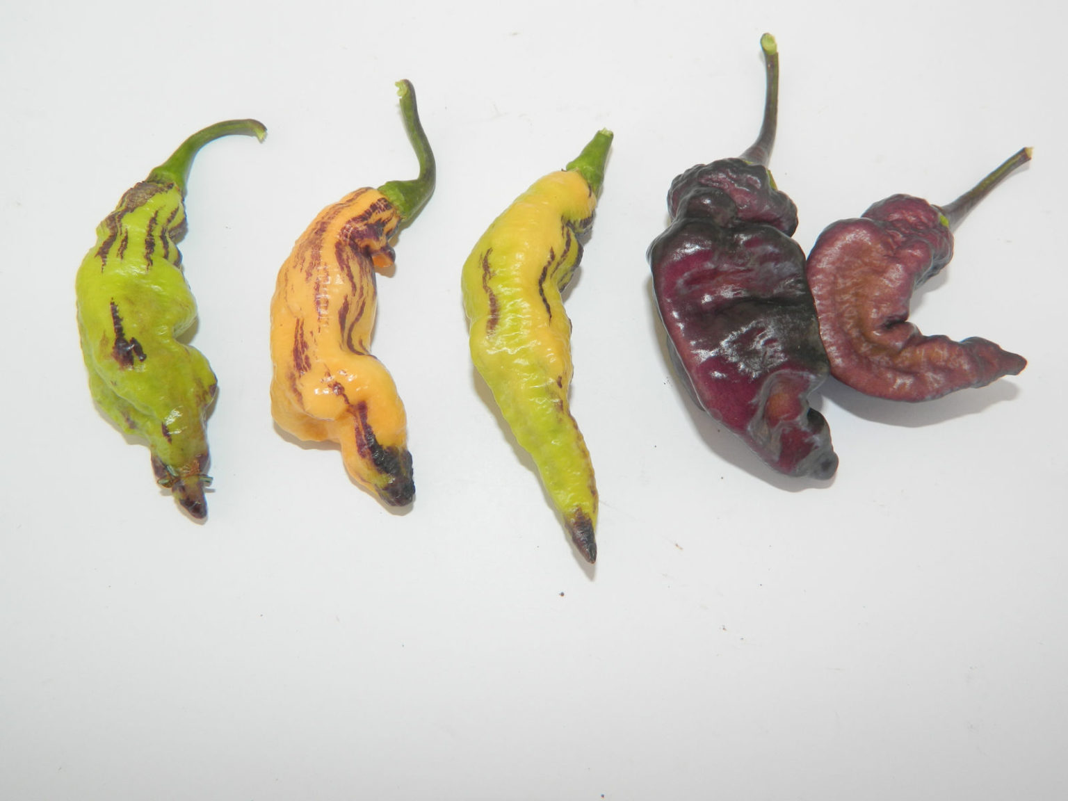 Pink Tiger Chilli Seeds - Pink Tiger Pepper Seeds - Red Dragon Seeds
