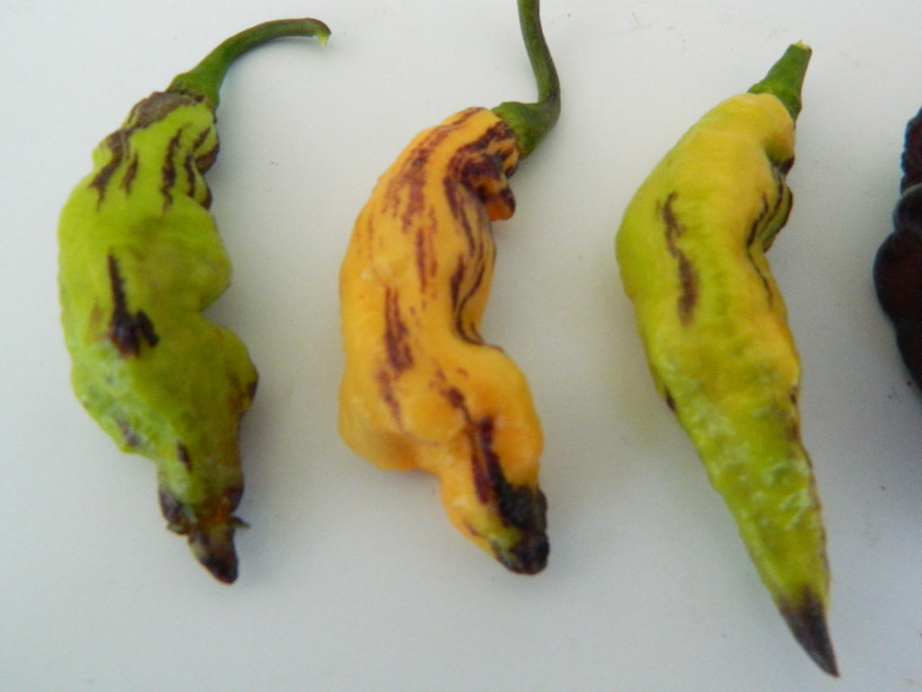 Pink Tiger Chilli Seeds - Pink Tiger Pepper Seeds - Red Dragon Seeds