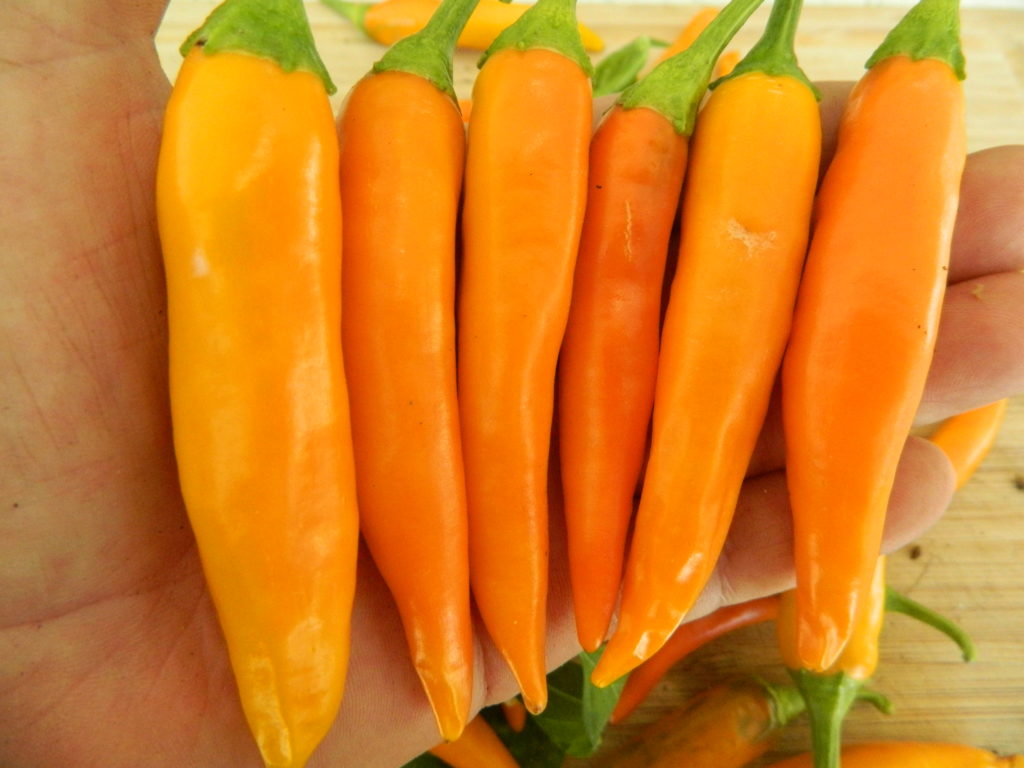 Bulgarian Carrot Chilli Seeds - Bulgarian Carrot Pepper Seeds - Red ...