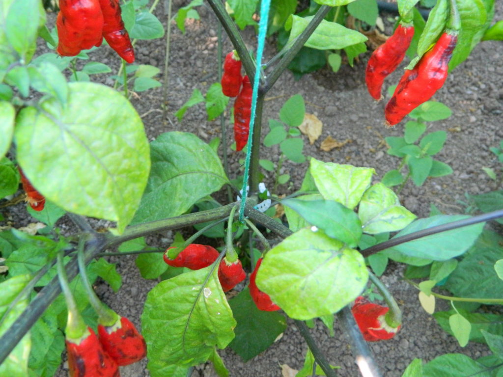 Black Ghost Chilli Seeds - Black Ghost Pepper Seeds - Red Dragon Seeds